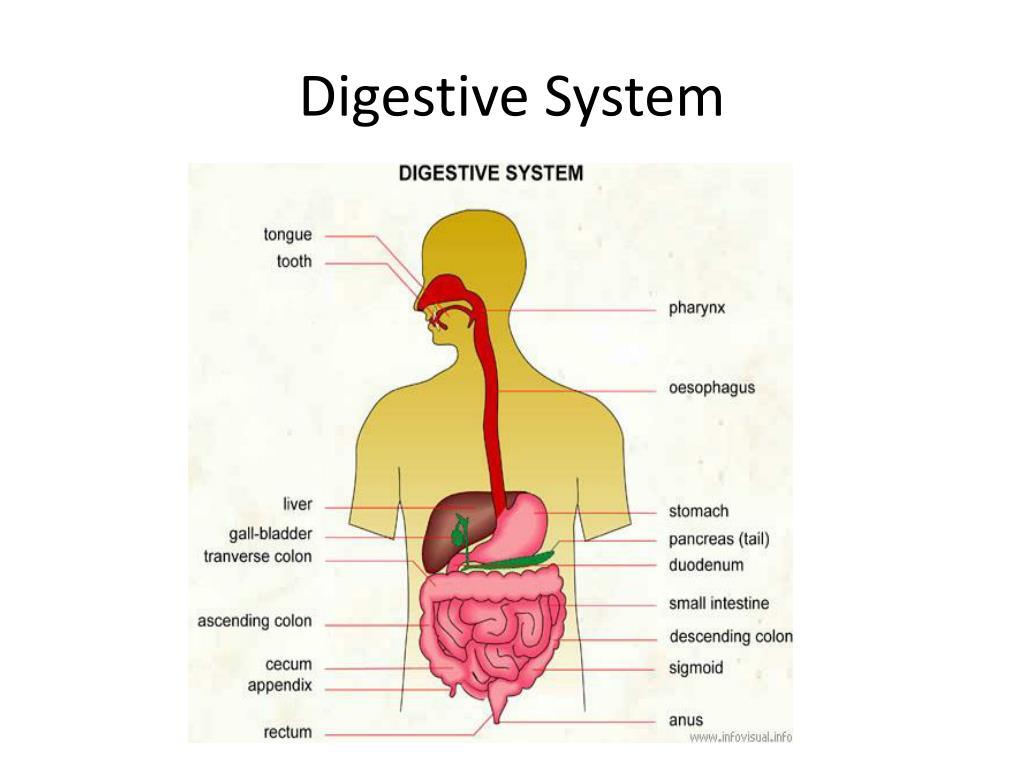 Grade 11 Life Sciences - Human digestive system and Nutrition | Create ...